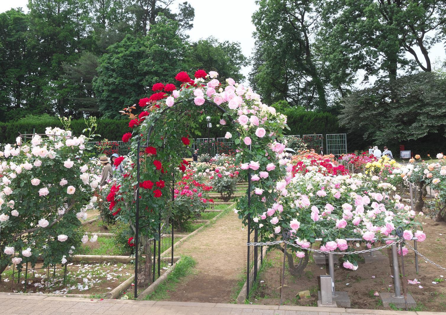 遠足: カメラマンTーJeyのときたまブログ